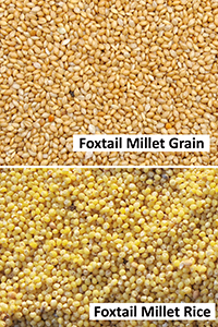 Indian Institute of Millets Research (IIMR)
